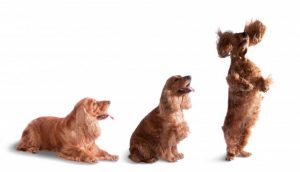 cocker-spaniel hvalp - Hunde hvalpe