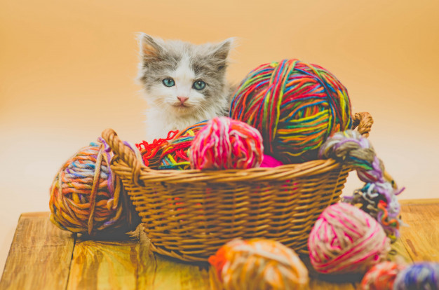 Har du en kattekilling eller en voksen kat du vil vise frem?